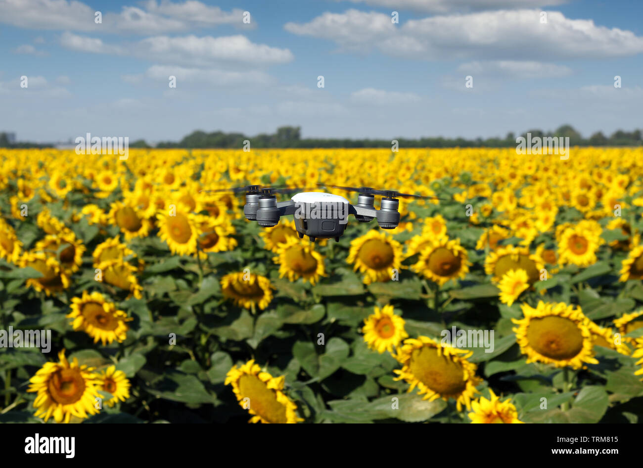 The drone is flying over the sunflower field in summer Stock Photo - Alamy