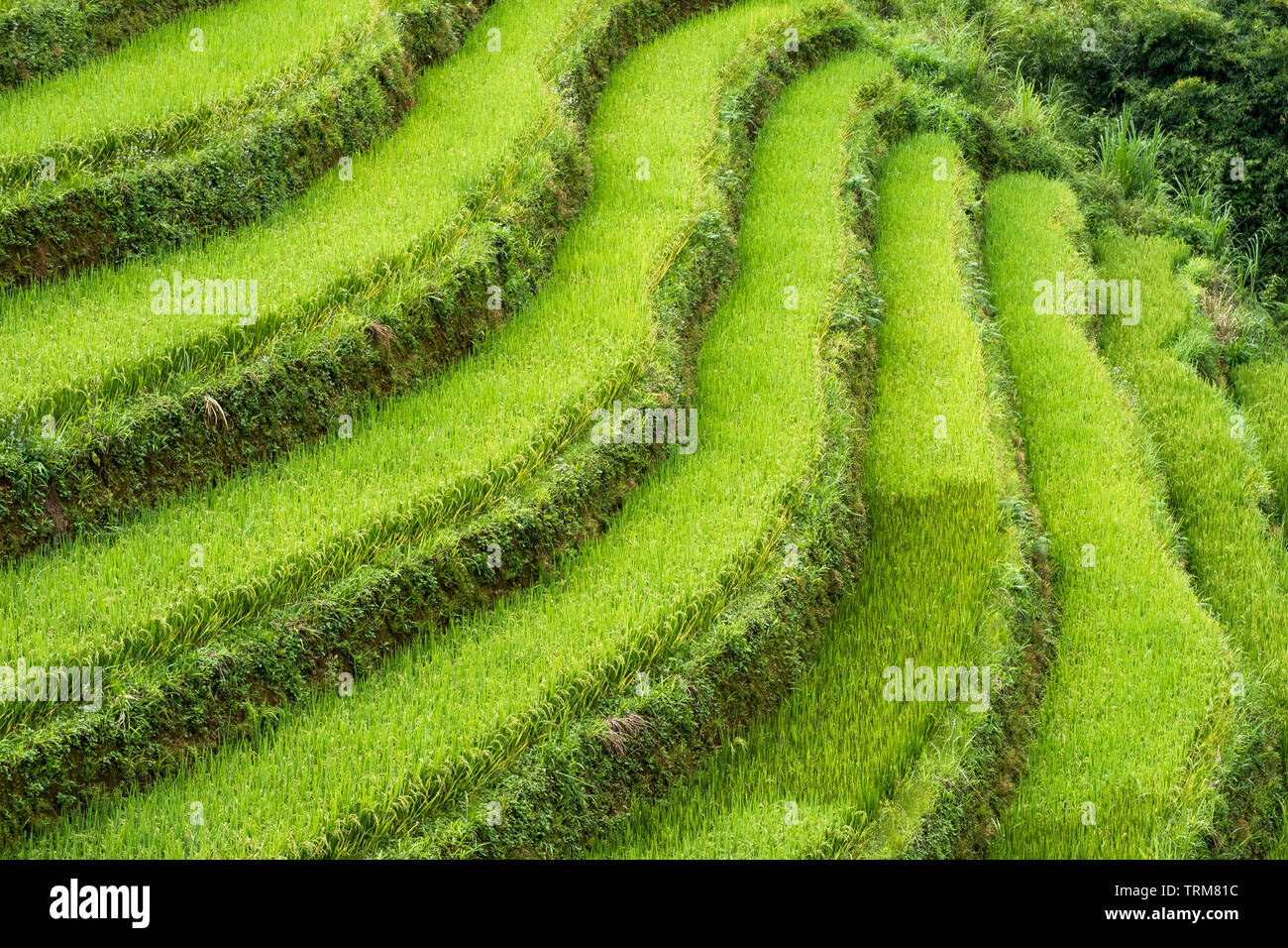 Agriculture rice field terraced curve on mountain Stock Photo - Alamy