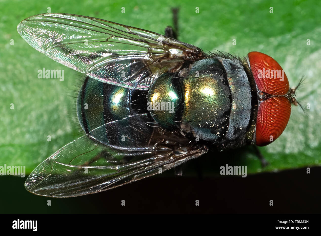 Macro Photography of Blowfly on Green Leaf Stock Photo - Alamy