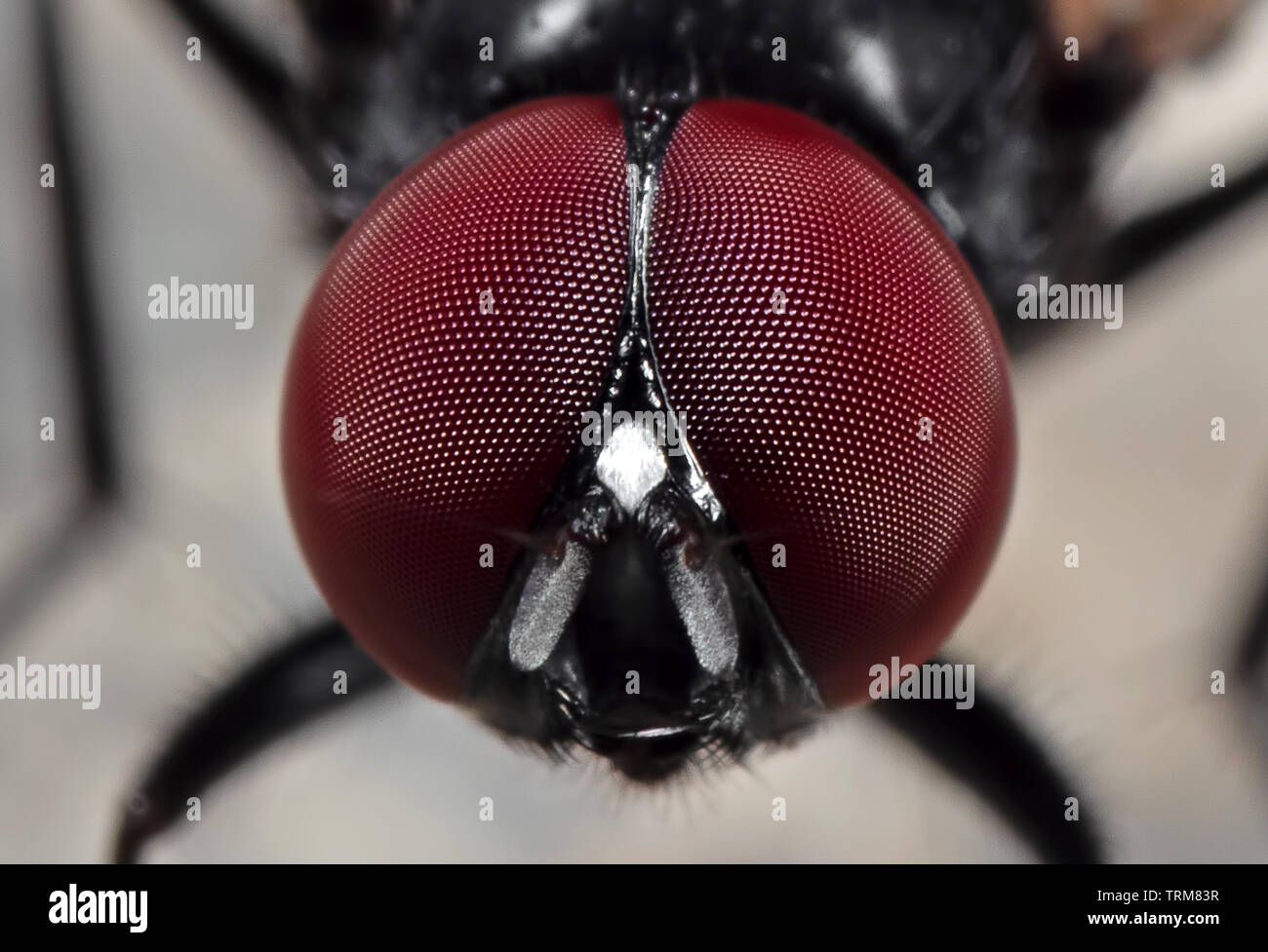 Macro Photography of Eyes of Noon Fly on The Floor Stock Photo - Alamy