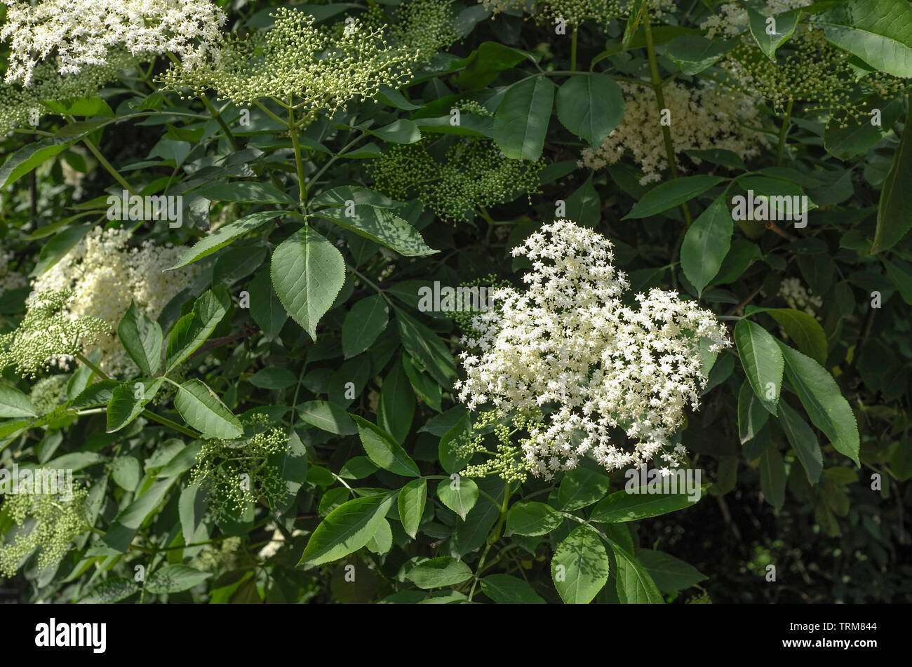 elder tree. Sambucus Stock Photo - Alamy