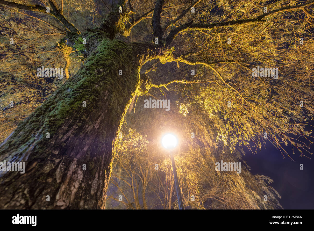 Big willow tree branch with light bulb shine at night Stock Photo - Alamy
