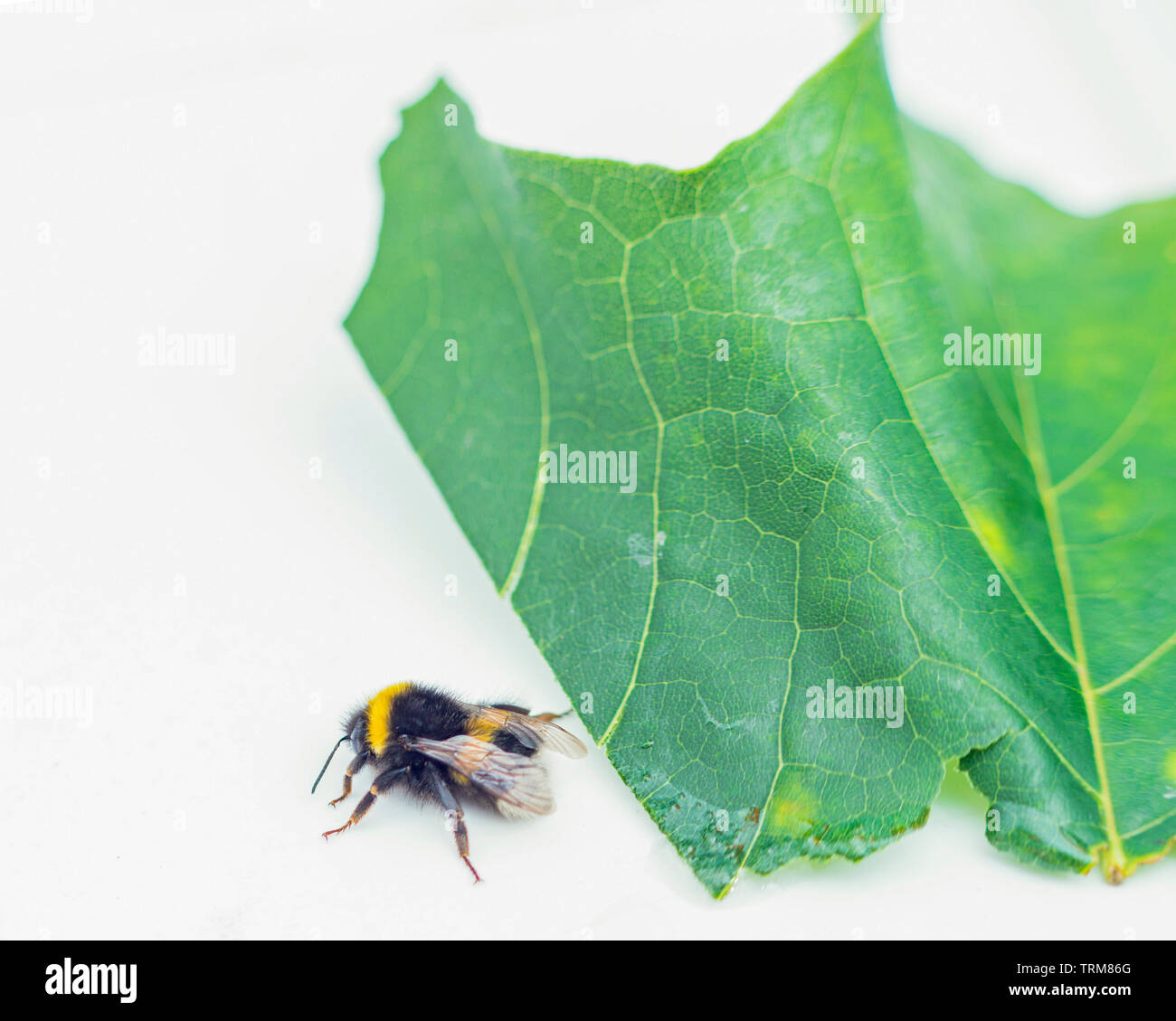 Bumble Bee and Leaf Stock Photo - Alamy