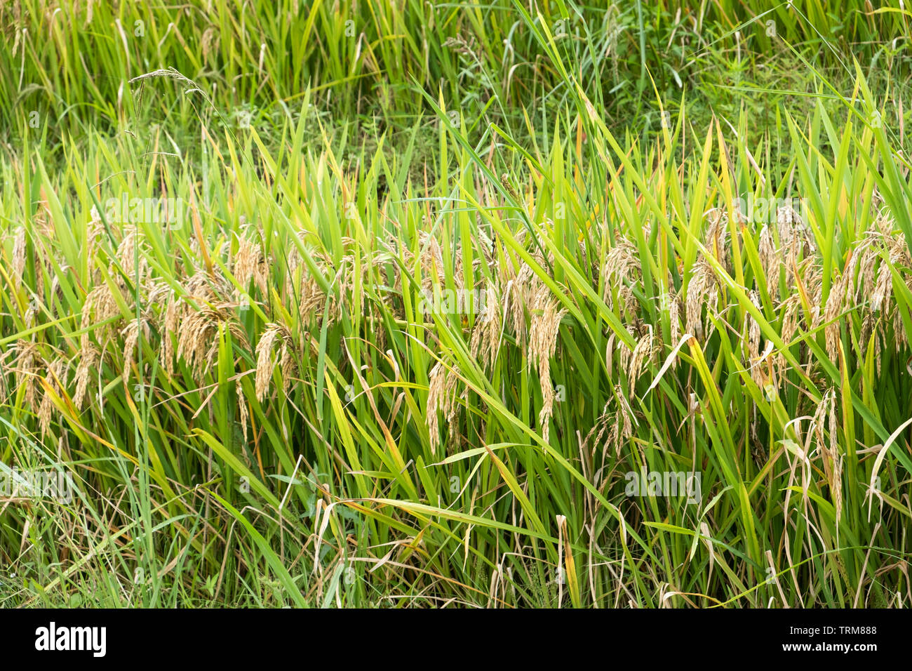 Agriculture rice grains in rice fields Stock Photo - Alamy