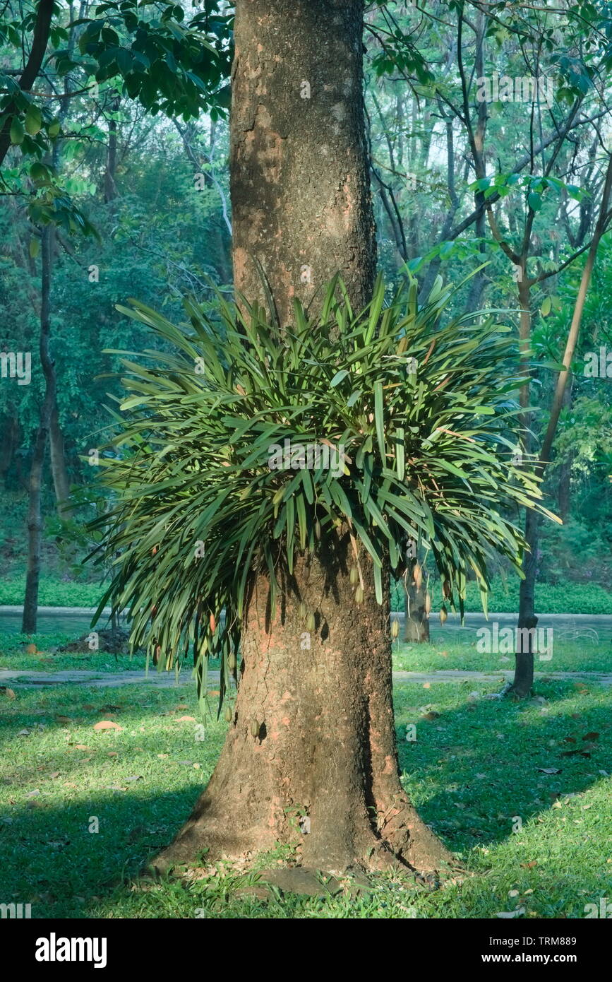 A large, tropical tree, with an unusual, mid-trunk growth of a long ...