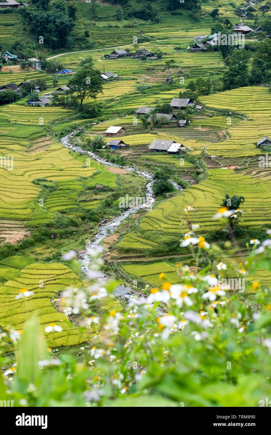 View of rice field with river in Tavan village at Sapa, Vietnam Stock ...