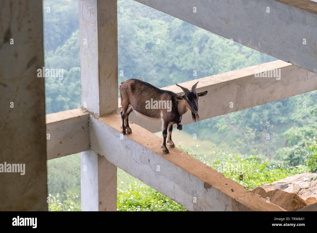 Goat standing on building hi-res stock photography and images - Alamy