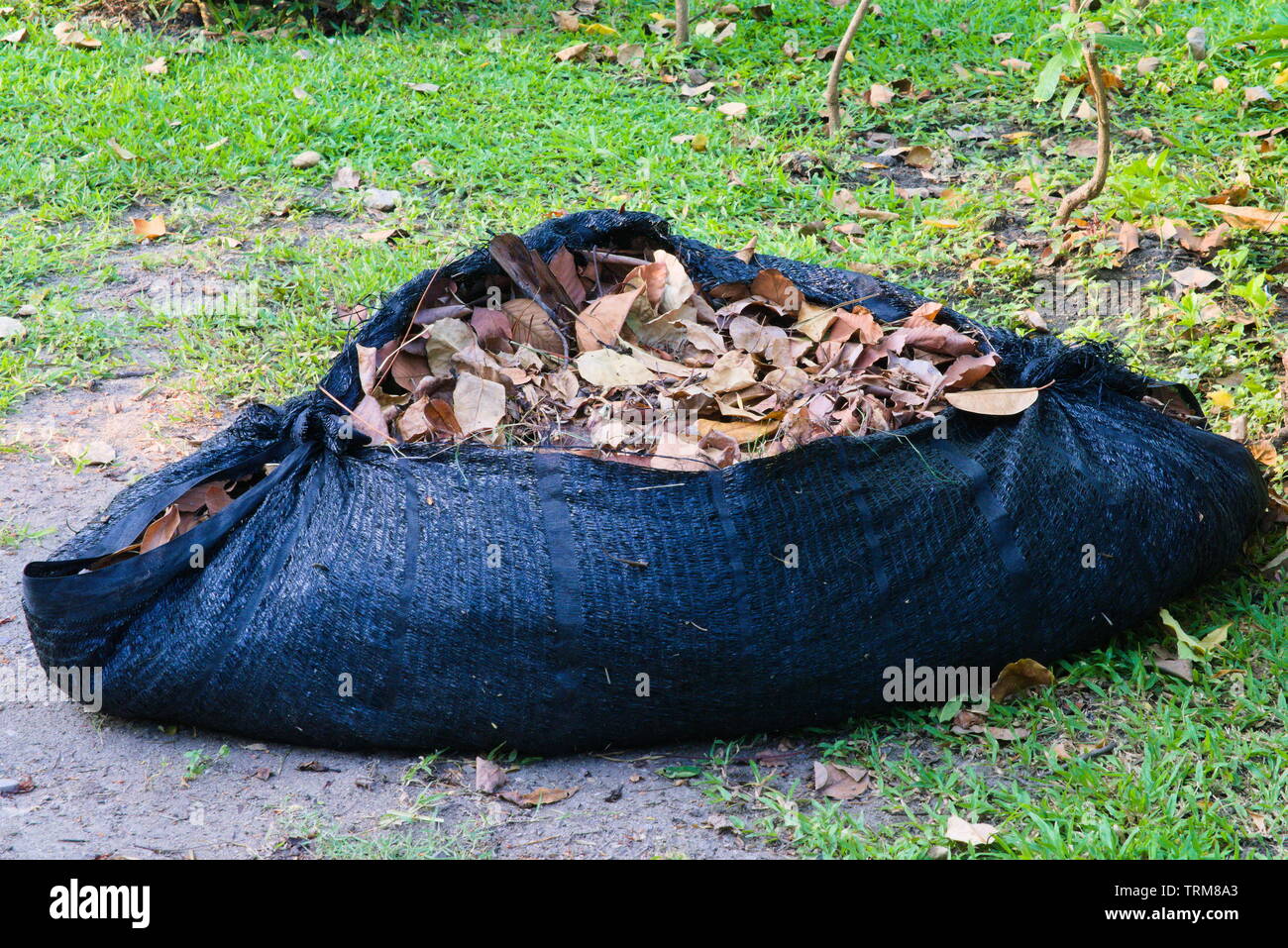 A full view of raked up, brown fallen leaves, tightly bound in a black ...
