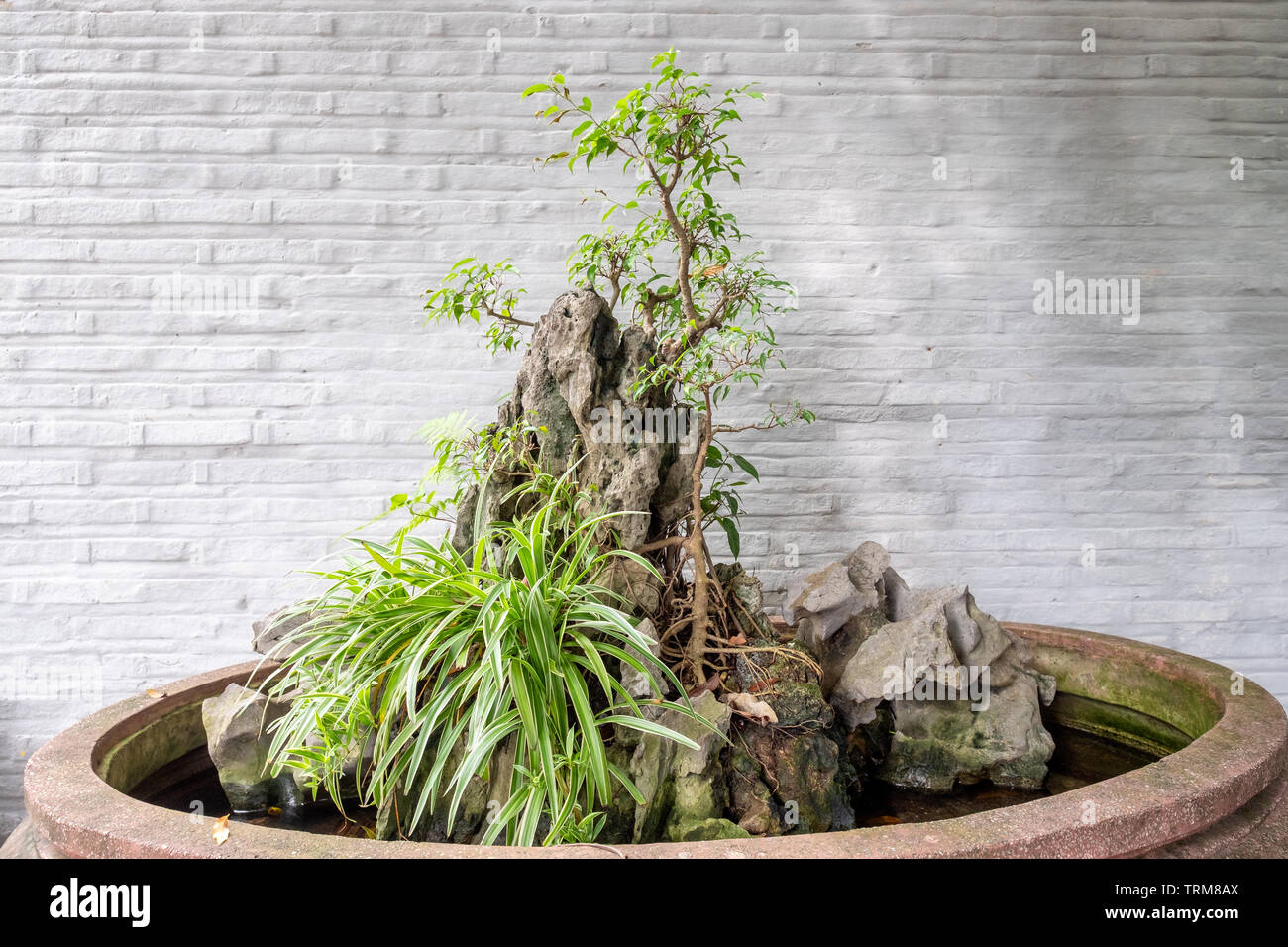 Planting Bonsai with rock in vase on brick wall Stock Photo - Alamy