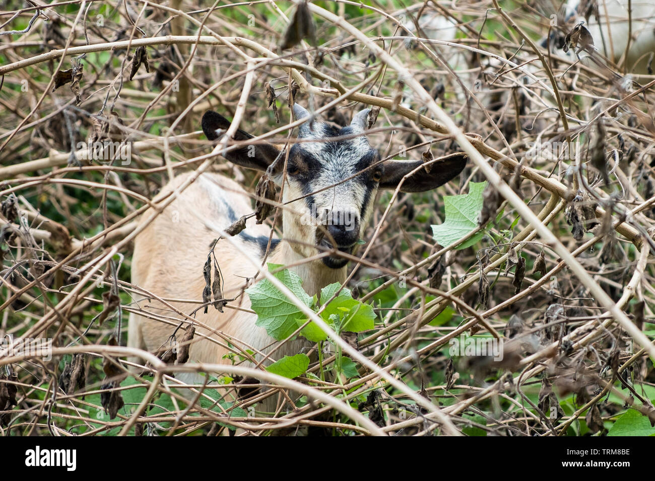 Young bramble hi-res stock photography and images - Alamy
