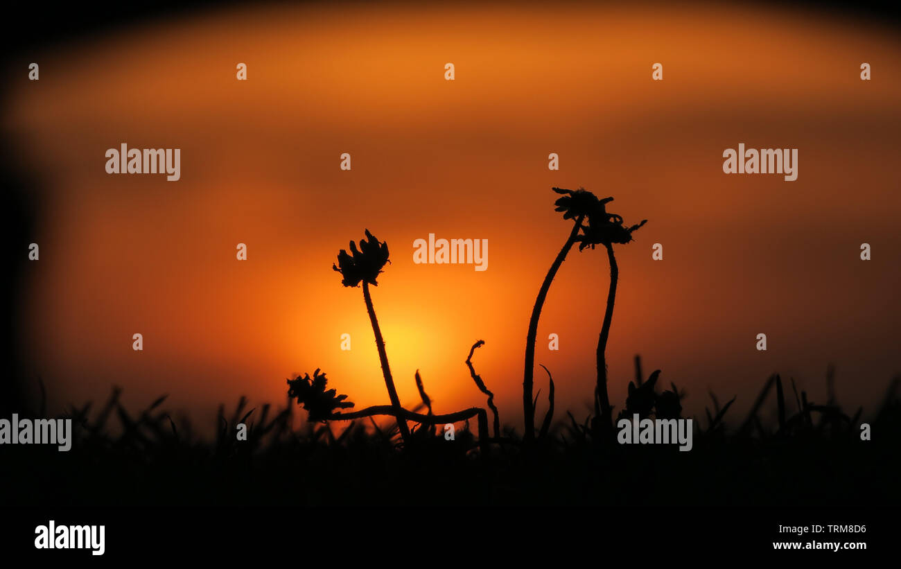 Sun scorching heat hi-res stock photography and images - Alamy