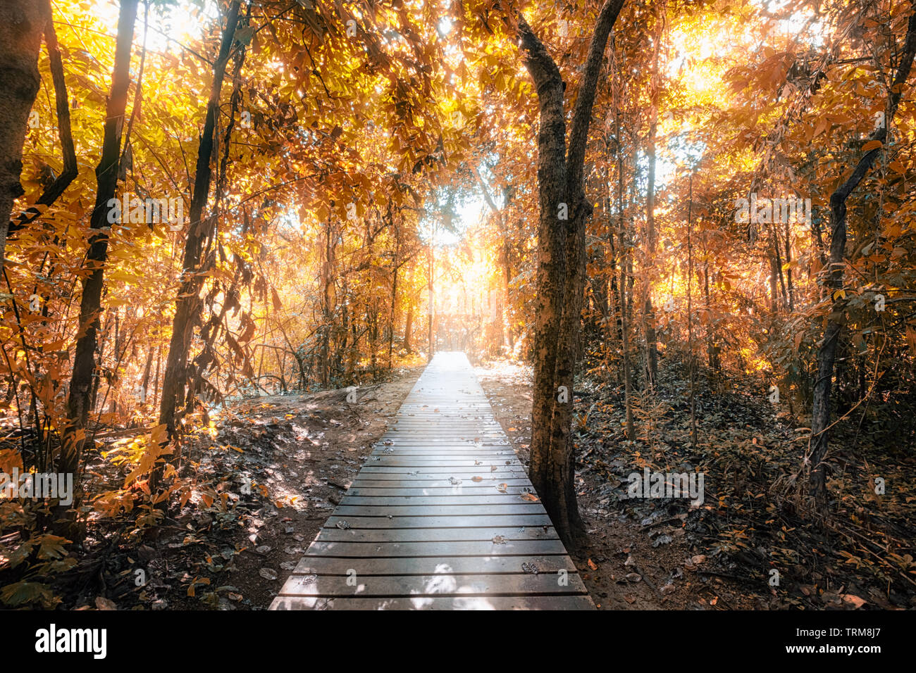 Golden forest with wood path in tropical rainforest Stock Photo - Alamy