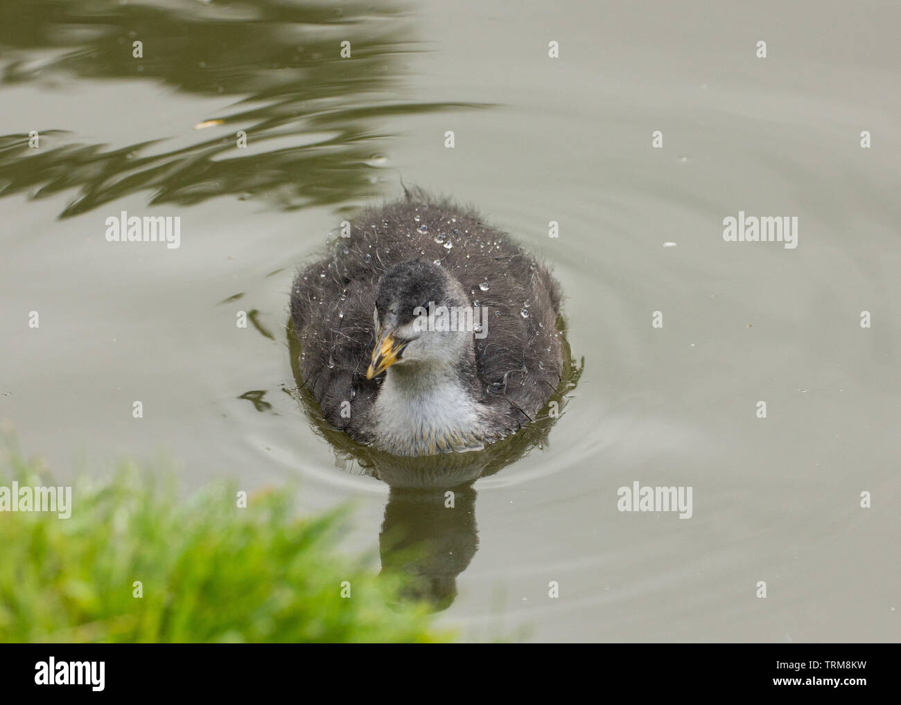 Young Coot, Derbyshire UK Stock Photo - Alamy