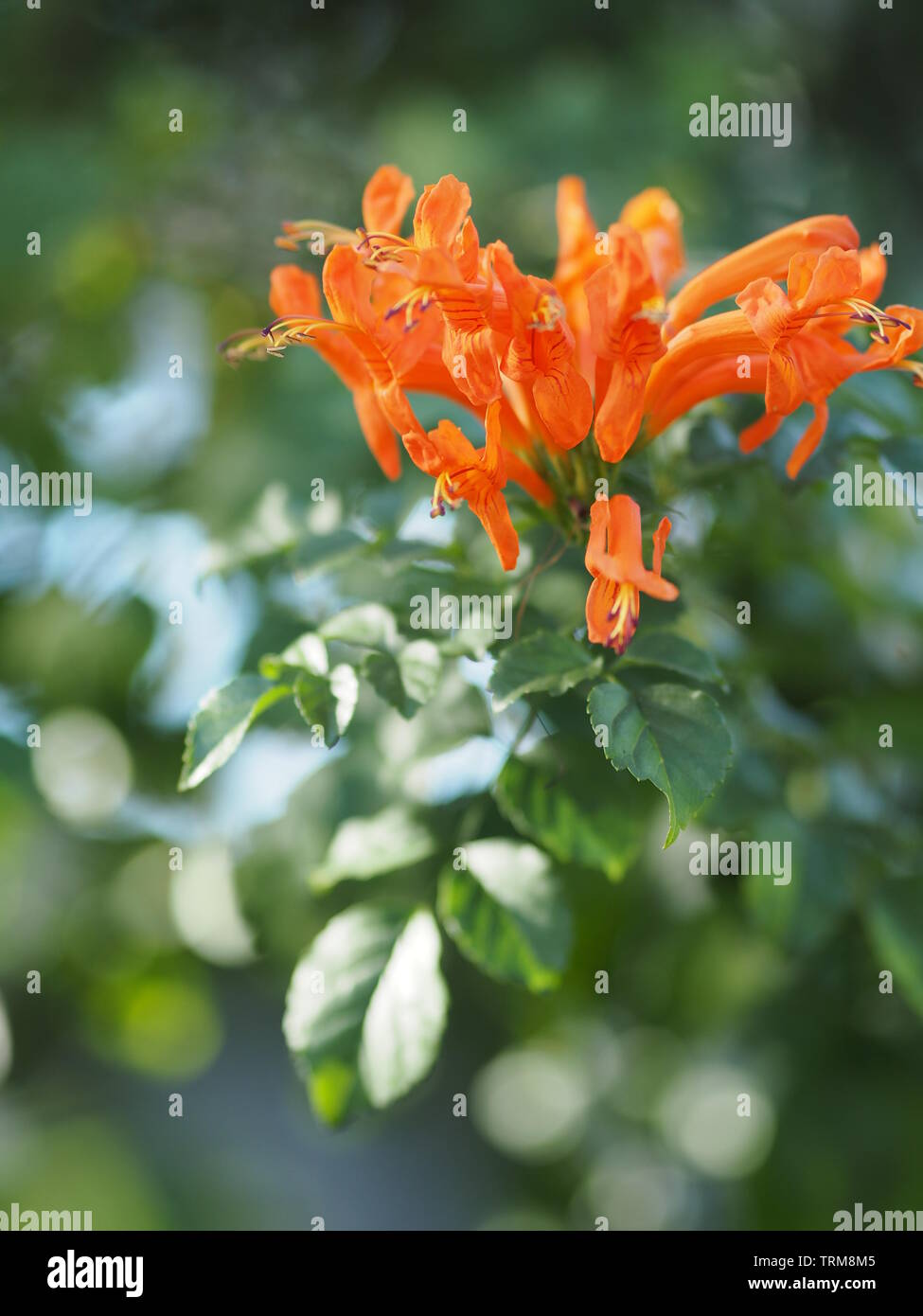 Fire cracker flower hi-res stock photography and images - Alamy