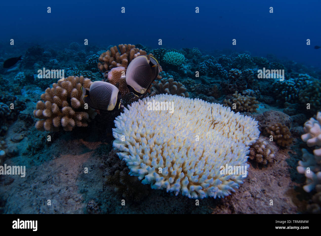 Scuba diving at Bora Bora with bleached coral and Reticulated ...