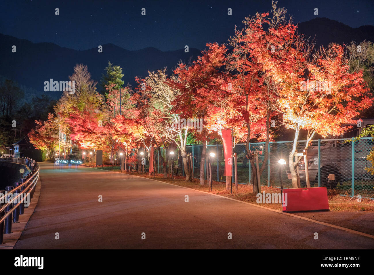 Pathway decorative with Maple tree light up in autumn season and ...