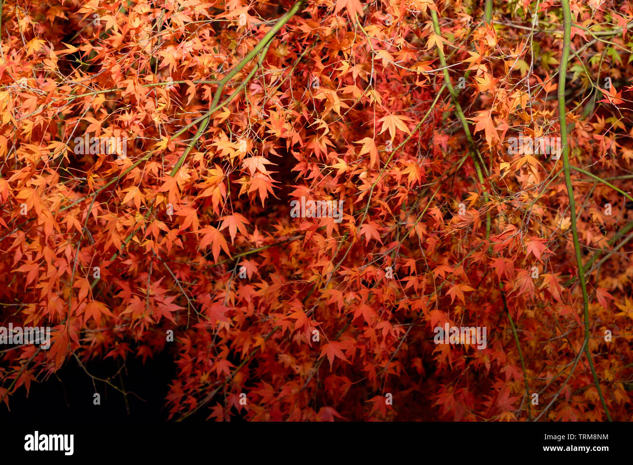 Beautiful Red Maple tree with light up illuminated at night Stock Photo ...