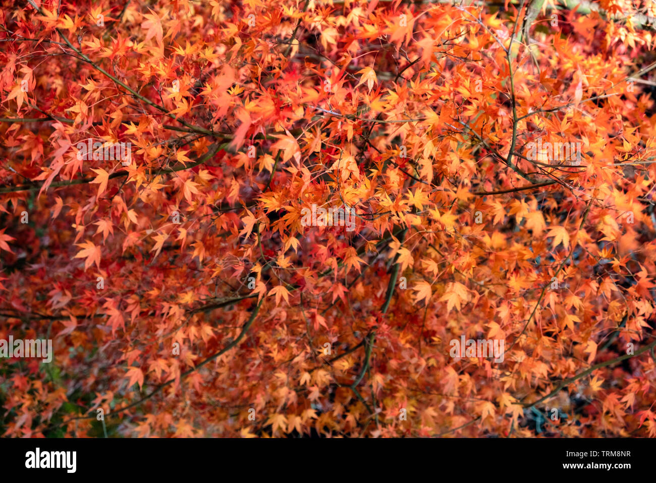 Low angle Red Maple leaf with light up illuminated at night Stock Photo ...