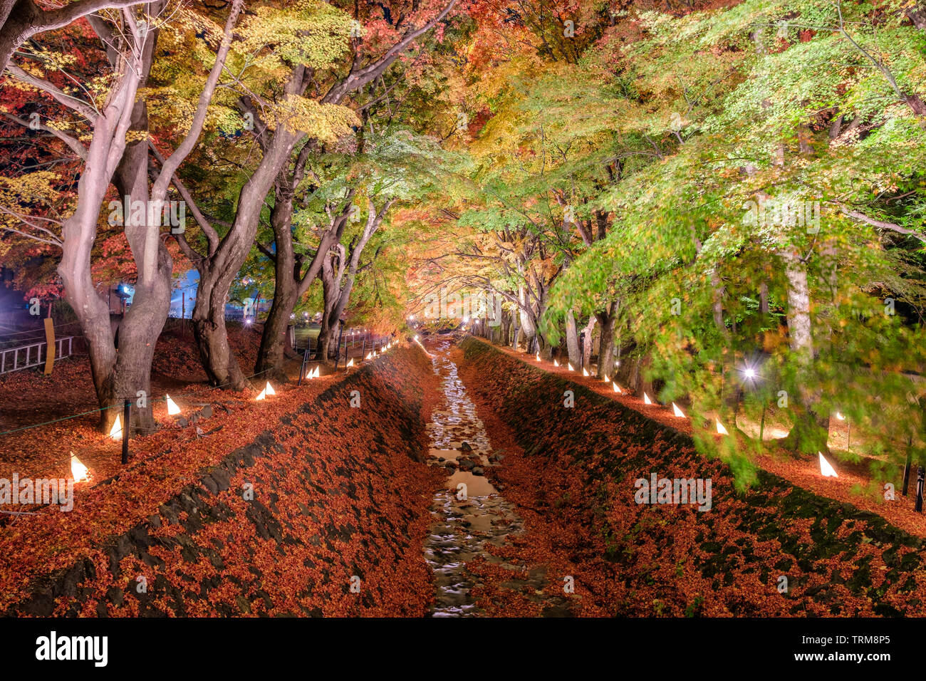Maple and Ginkgo trees corridor with decorative light up in autumn ...