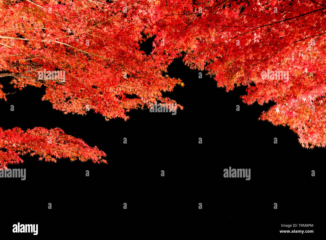 Dark autumn forest japanese maple hi-res stock photography and images ...