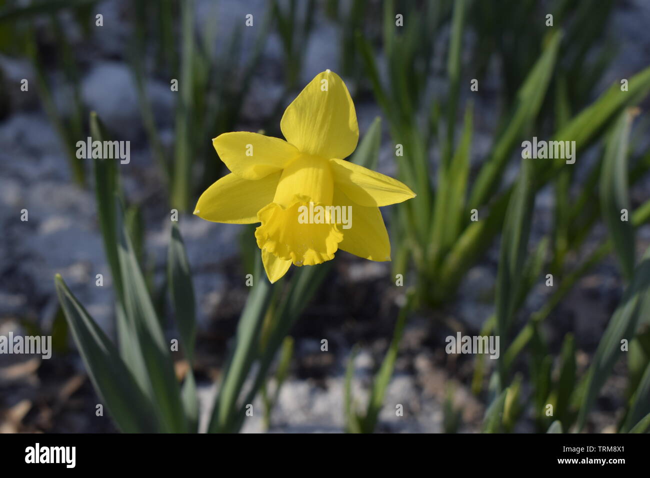 Yellow Daffodil in spring. Spring flowers. Yellow daffodils on dark ...