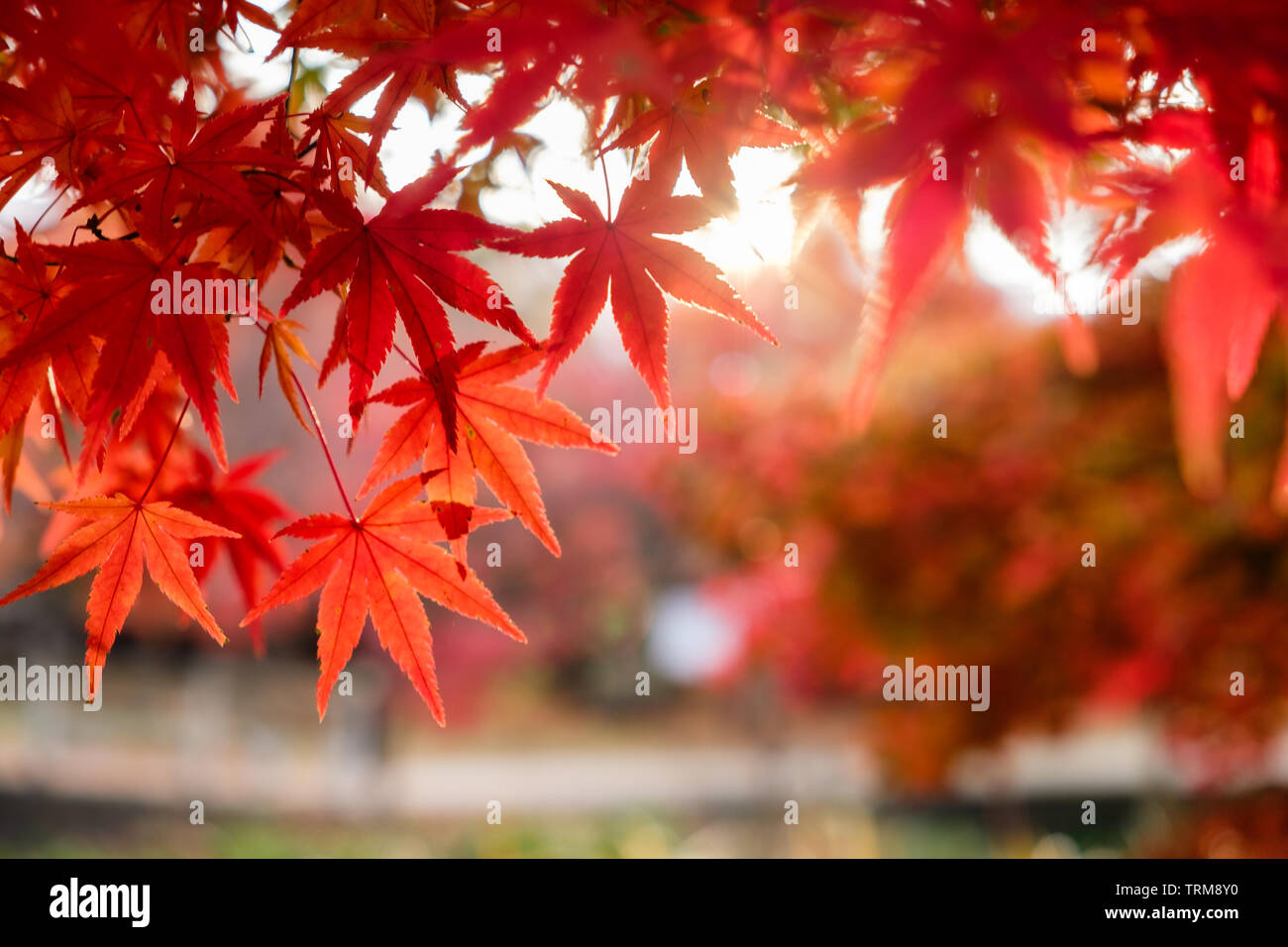 Blurred red maple leaves hi-res stock photography and images - Alamy