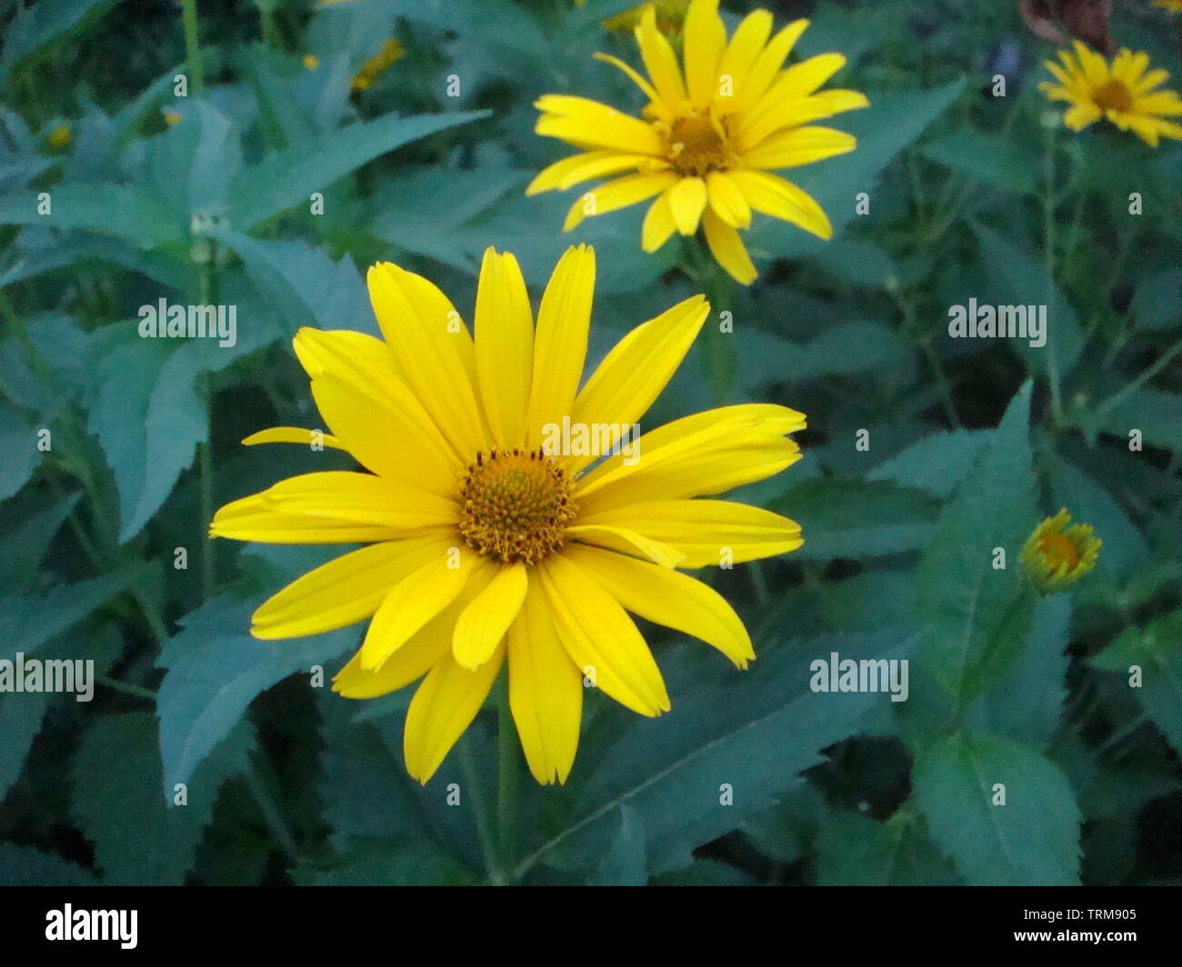 Little yellow flower. Yellow Dahlberg Daisy in the garden with blur ...