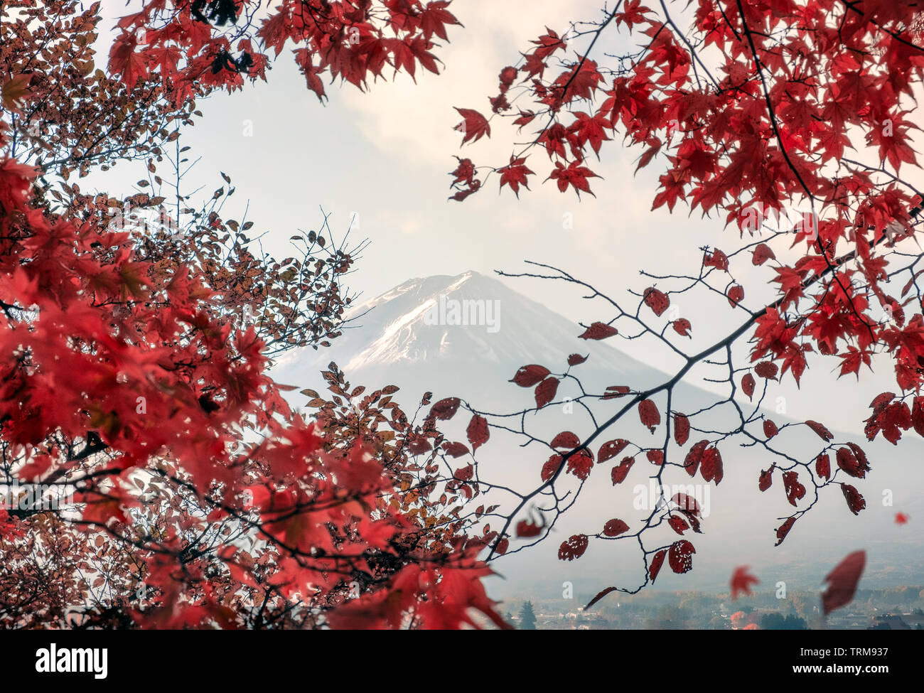 Fuji-San mountain in red leaves maple in autumn at Kawaguchiko lake Stock Photo - Alamy