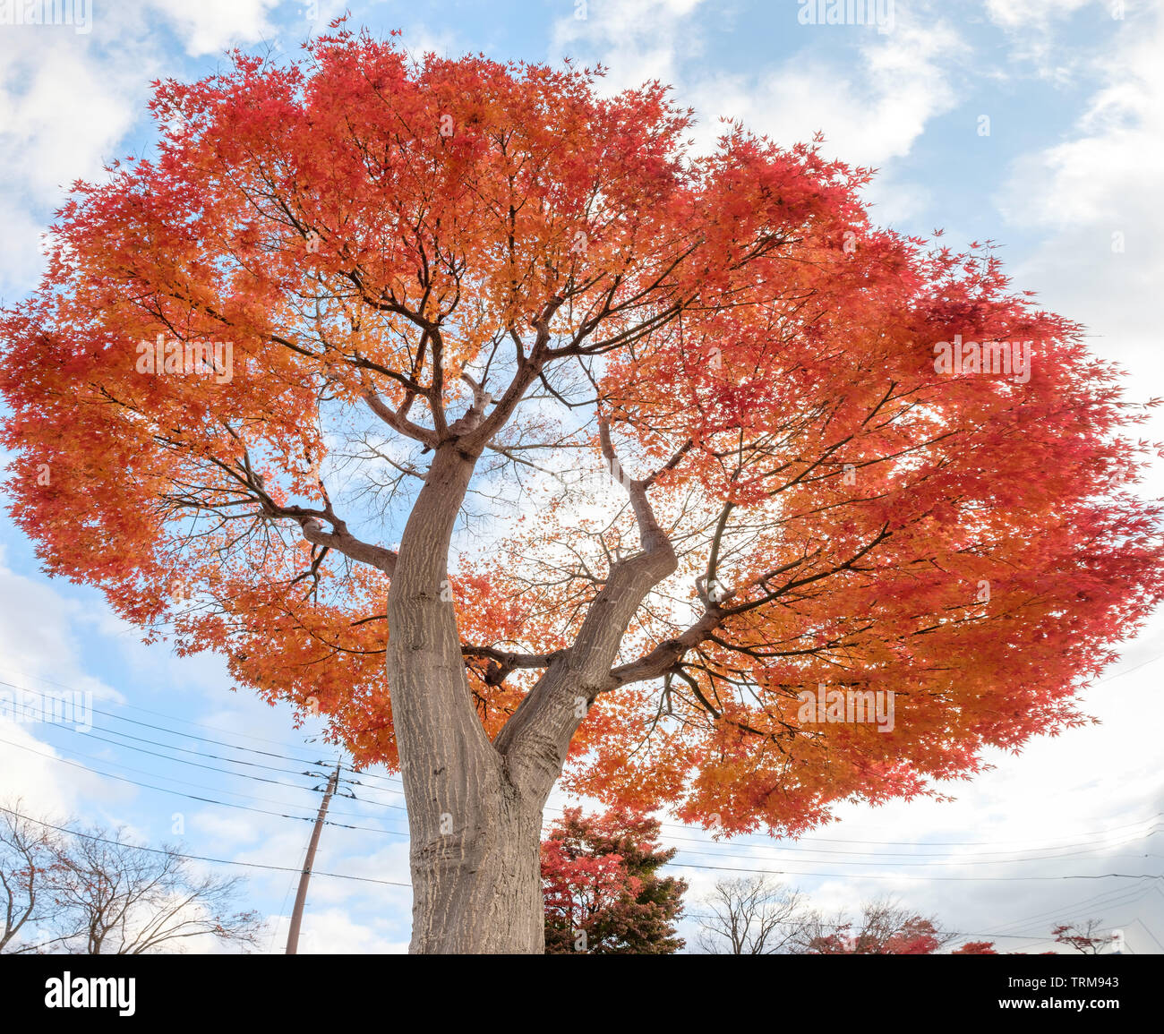 Beautiful maple tree red leaves in autumn season Stock Photo - Alamy