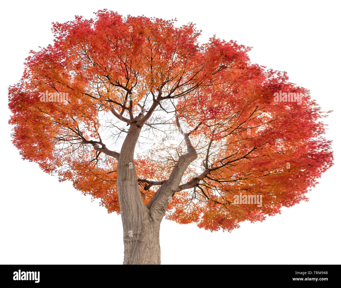 Beautiful maple tree red leaves in autumn, isolated on white background ...