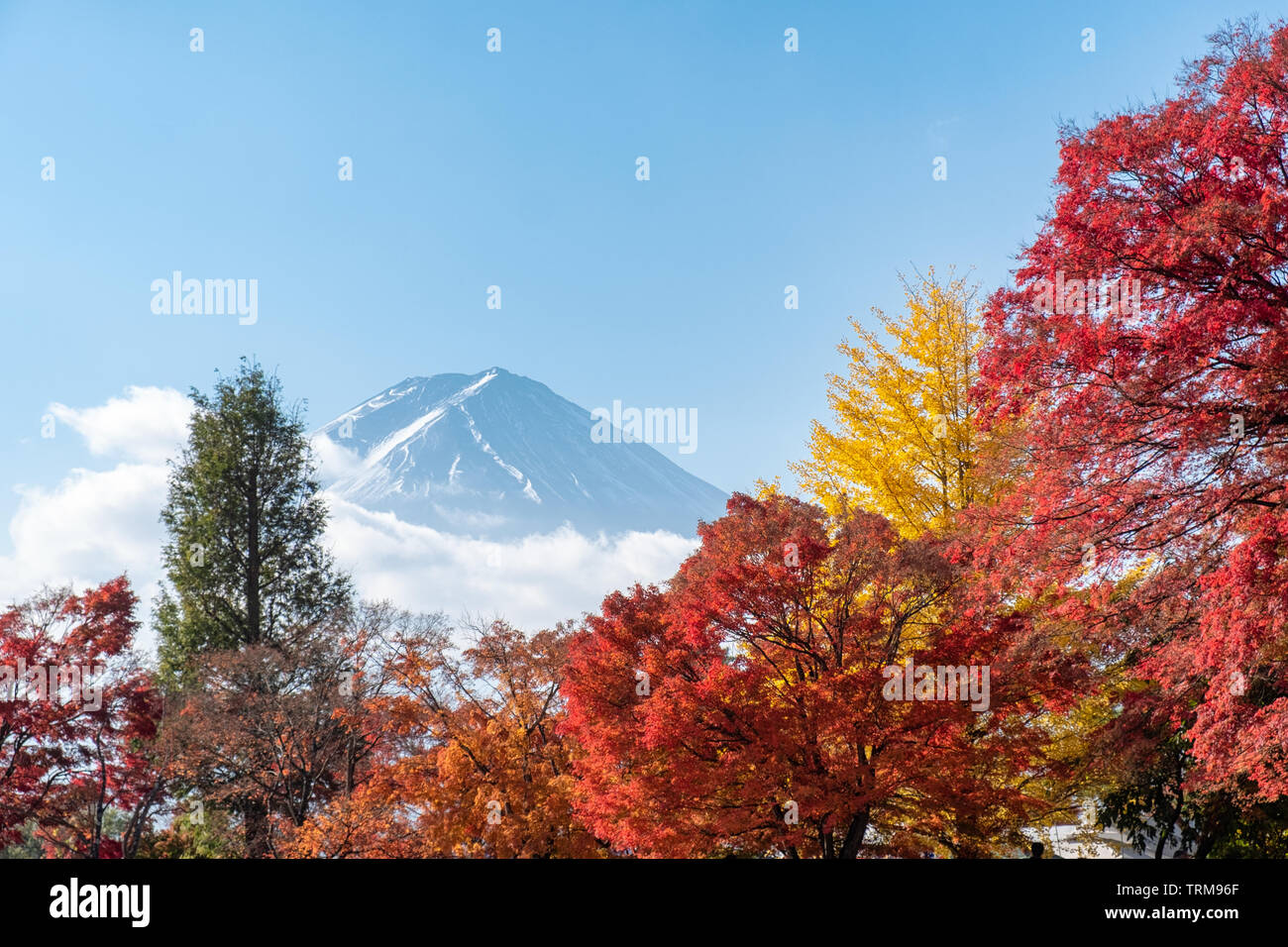 Fantastic red japanese maple hi-res stock photography and images - Alamy