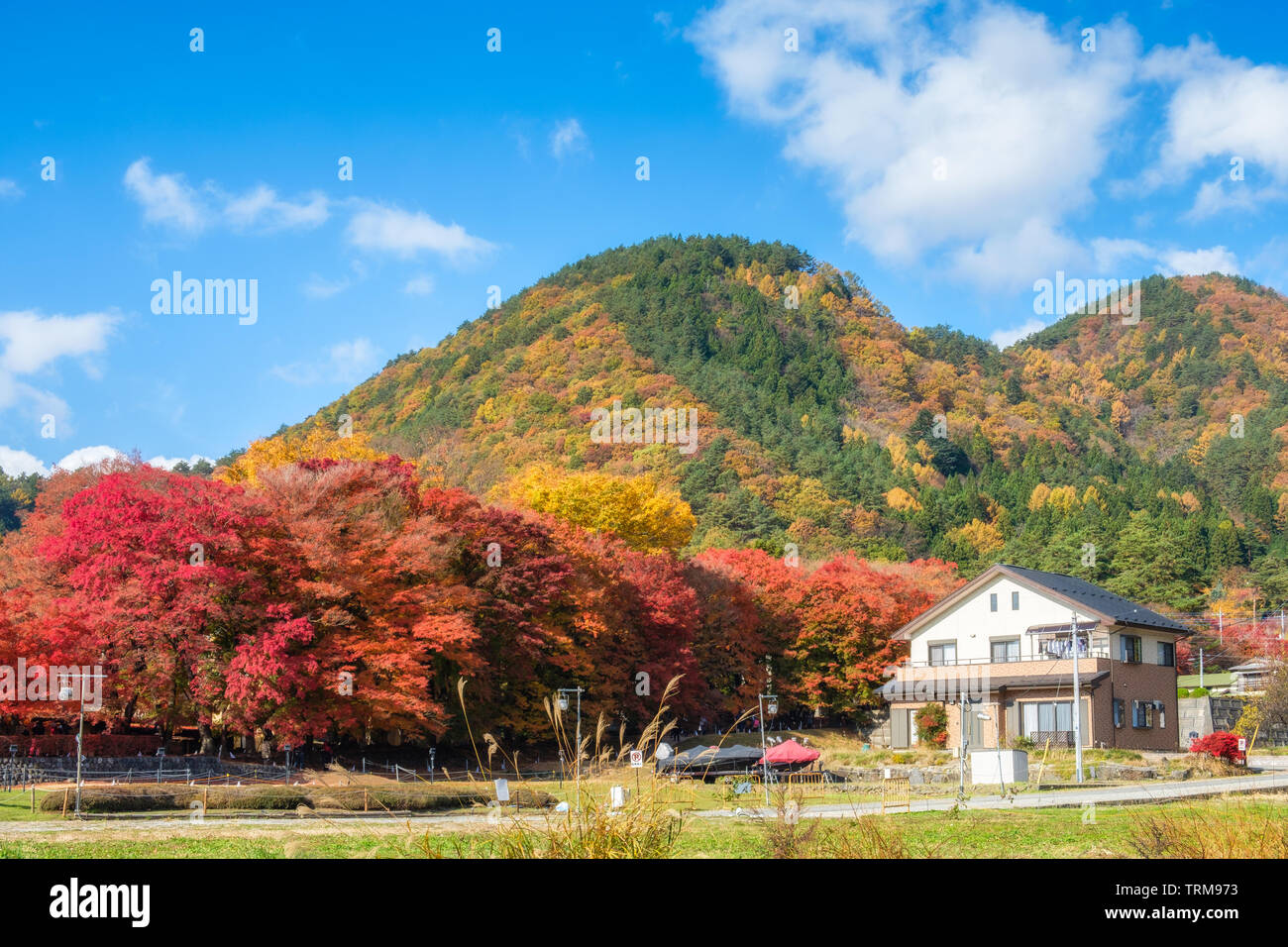 Dreaming house with maple tree corridor and rear mountain colorful ...