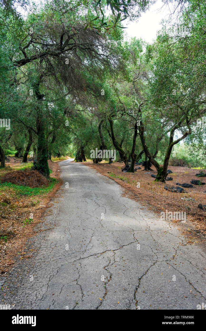 Corfu olive road hi-res stock photography and images - Alamy