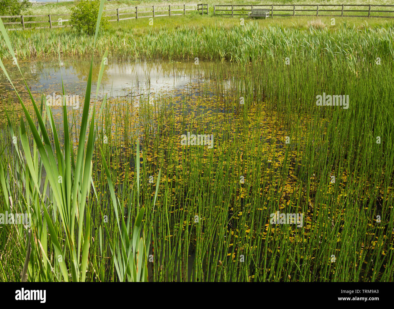 Mere pond hi-res stock photography and images - Alamy