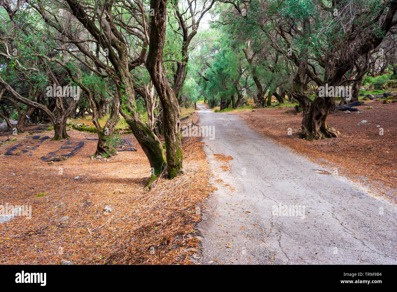 Corfu greece plantation hi-res stock photography and images - Alamy