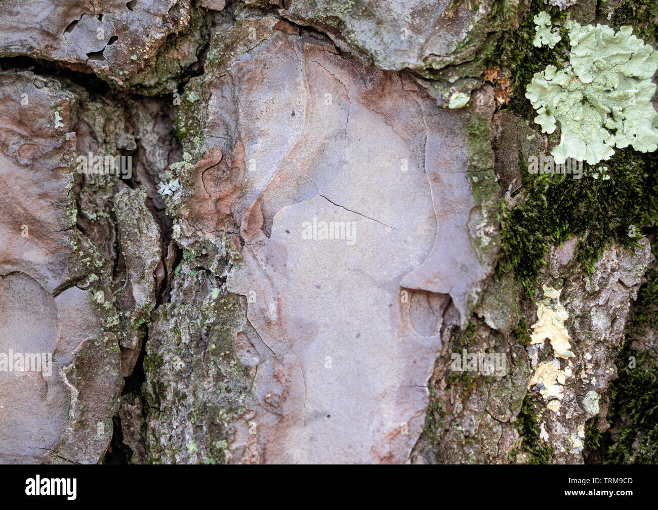 tree trunk colonized by moss and lichens.texture Stock Photo - Alamy