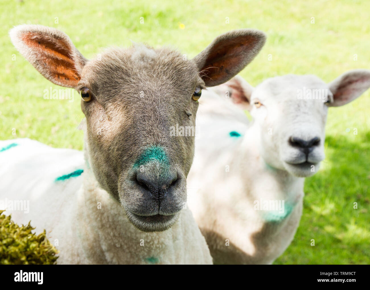 Smiling sheep hi-res stock photography and images - Alamy