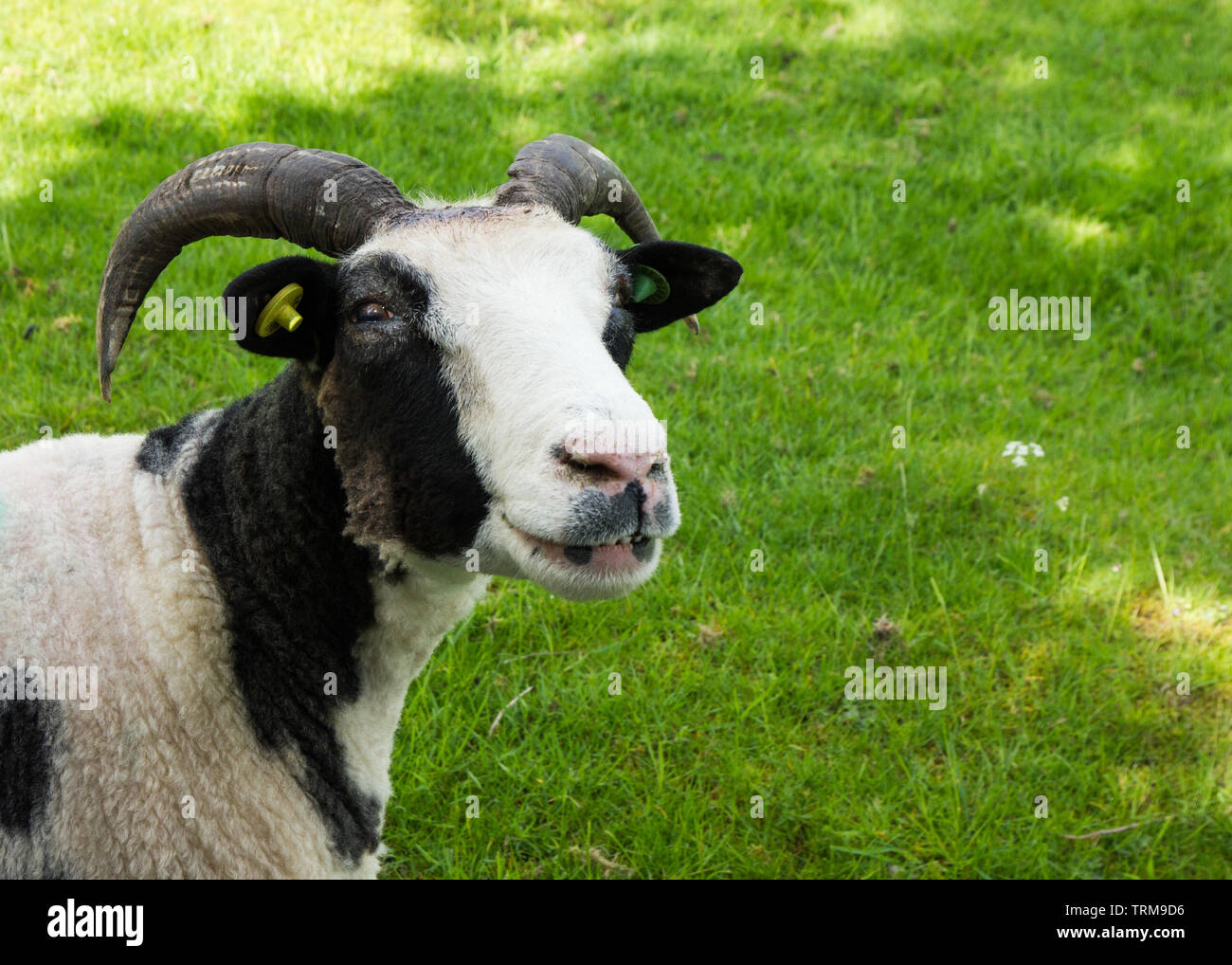 Smiling sheep hi-res stock photography and images - Alamy