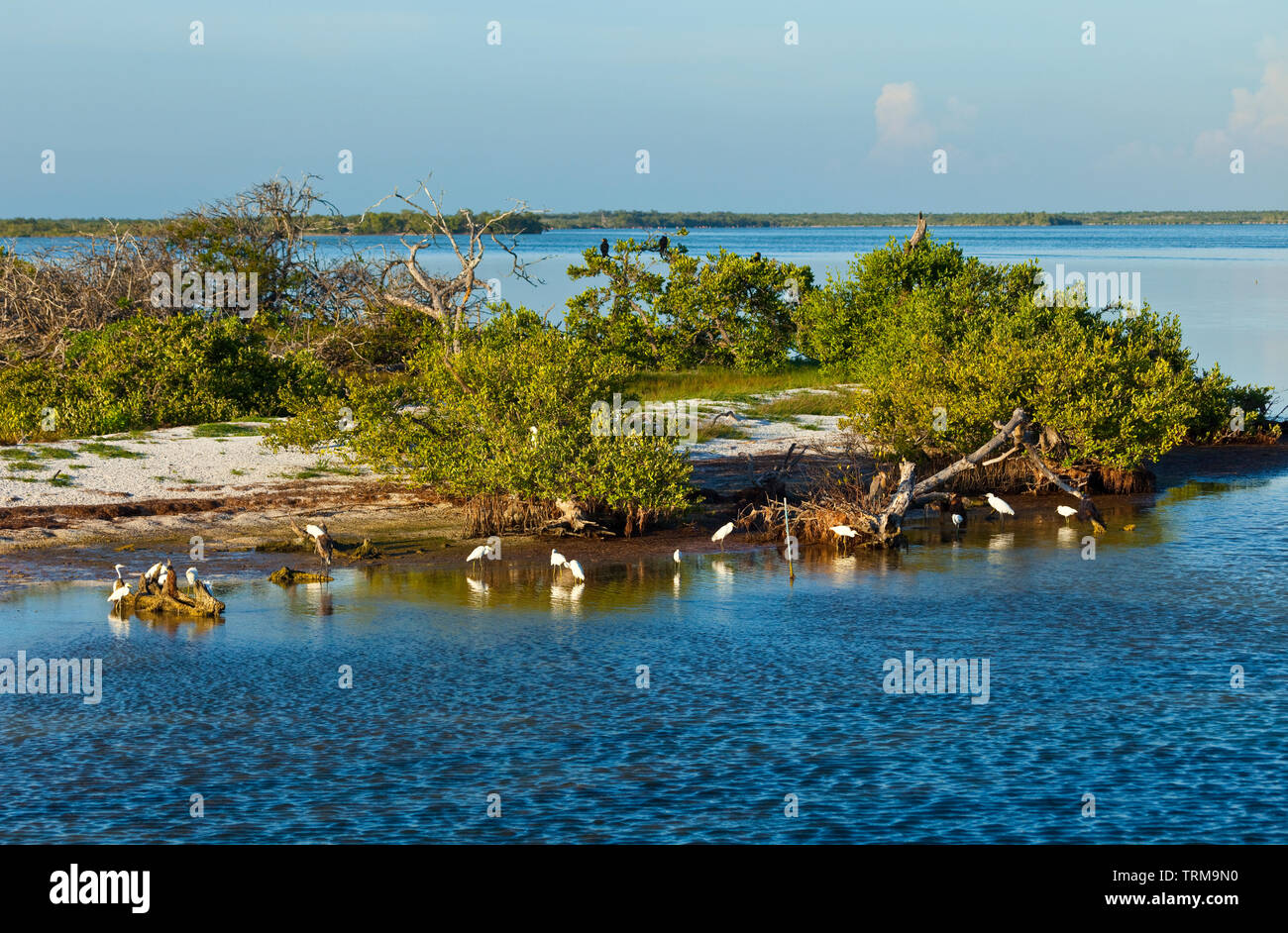 Garzas hi-res stock photography and images - Alamy