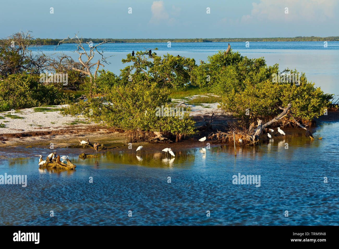 Garzas, Isla Pájaros, Isla Holbox, Estado Quntana Roo, Península ...