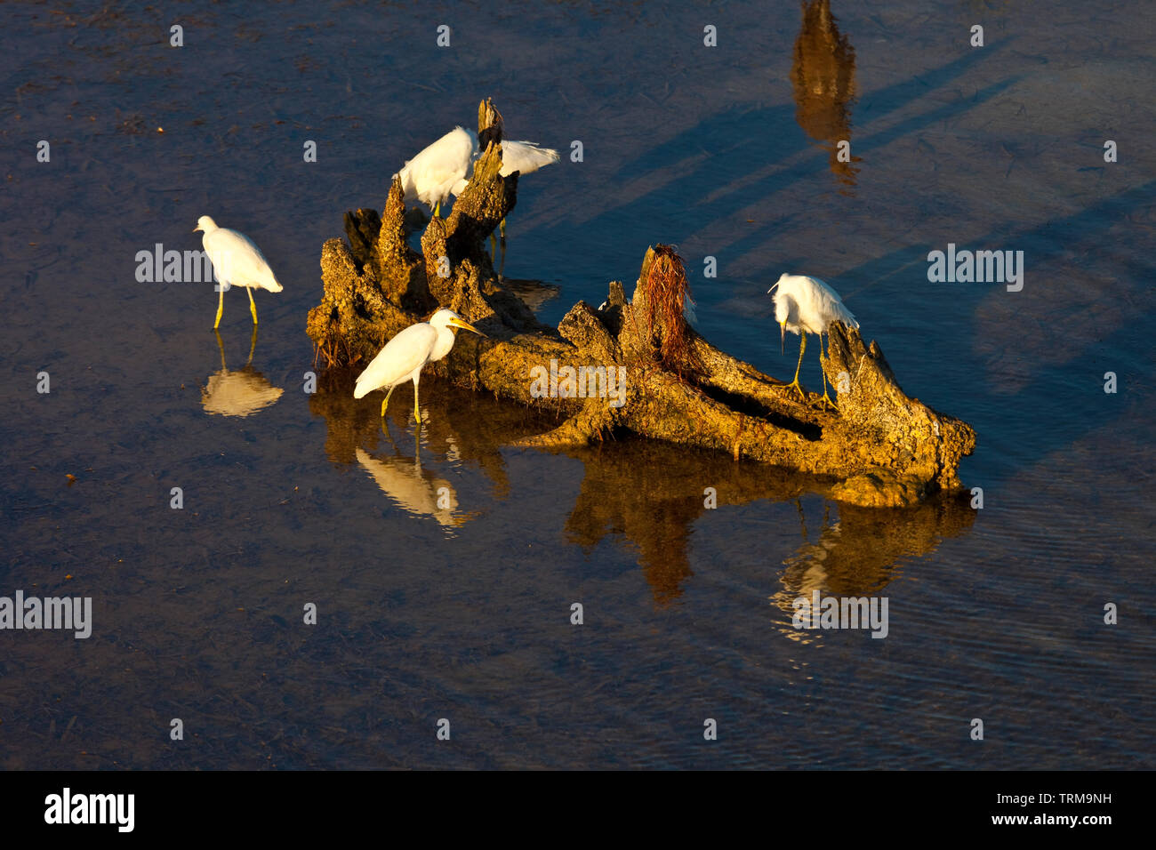 Garzas de mexico hi-res stock photography and images - Alamy