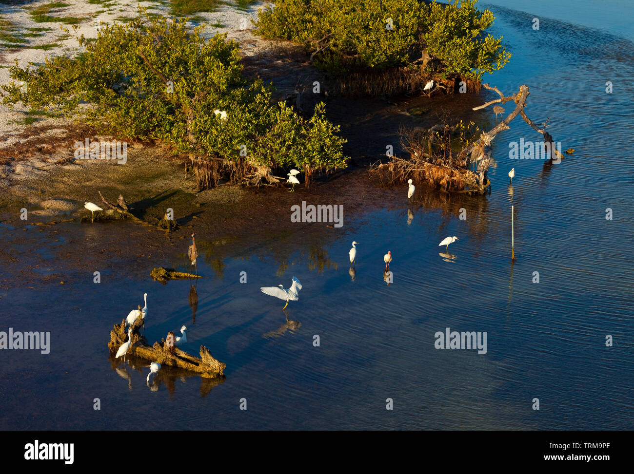 Garzas de mexico hi-res stock photography and images - Alamy