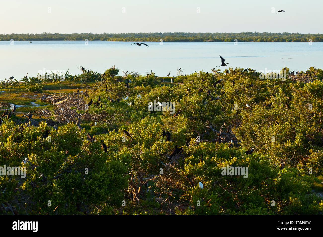 Garzas, Isla Pájaros, Isla Holbox, Estado Quntana Roo, Península ...