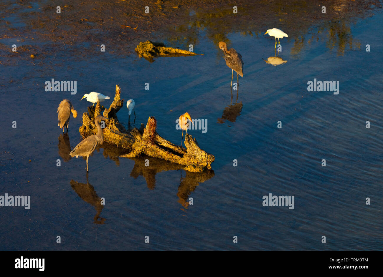 Garzas, Isla Pájaros, Isla Holbox, Estado Quntana Roo, Península ...