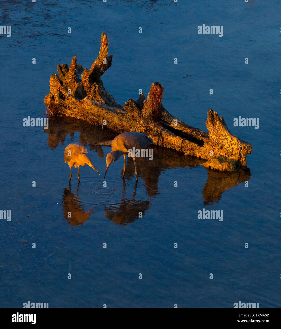 Garzas de mexico hi-res stock photography and images - Alamy