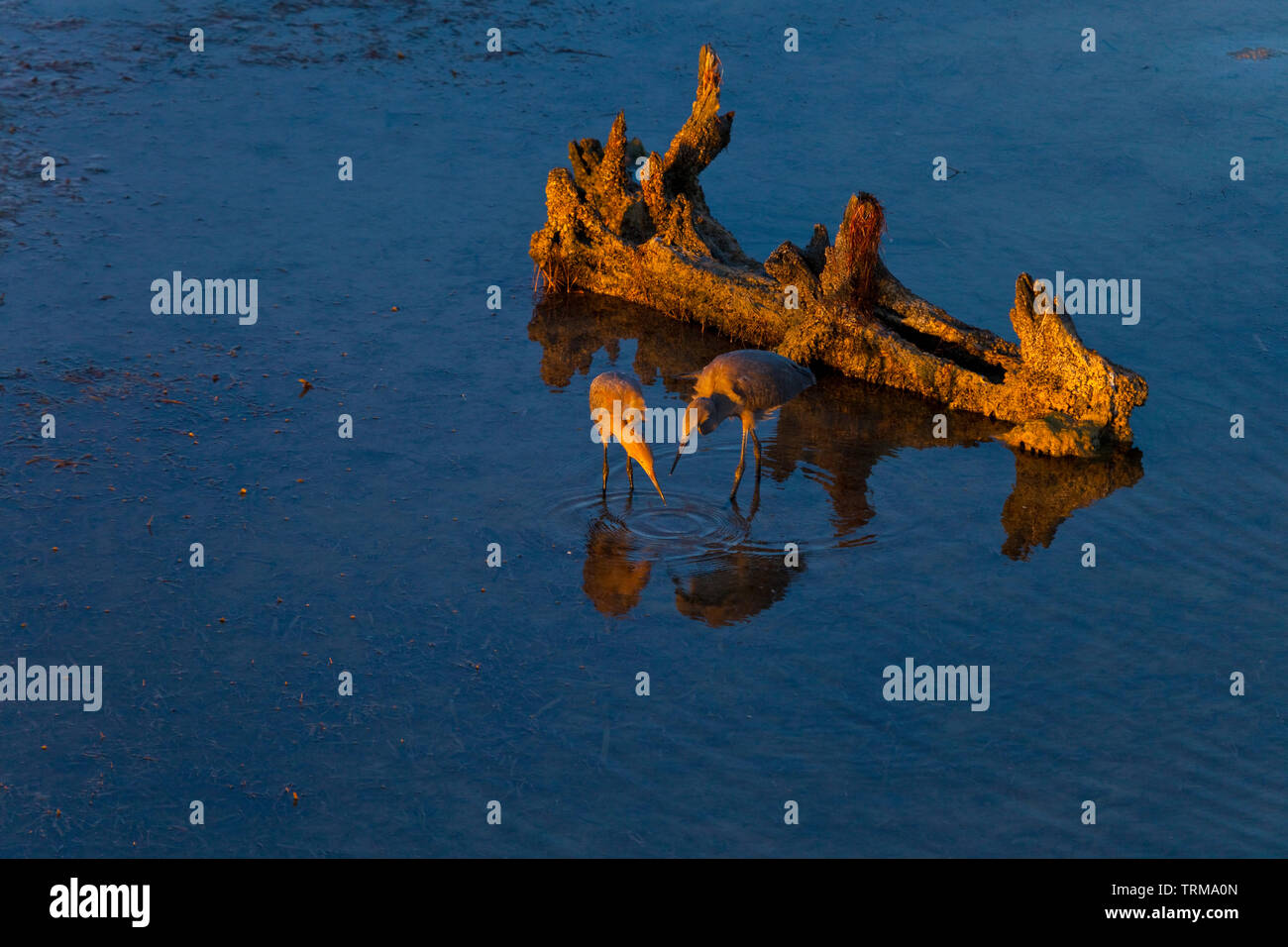 Garzas, Isla Pájaros, Isla Holbox, Estado Quntana Roo, Península ...