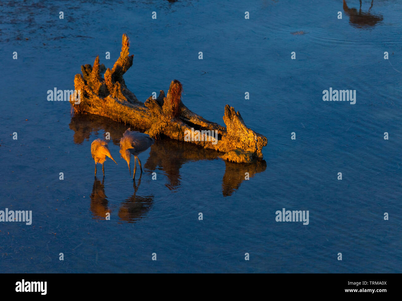 Garzas de mexico hi-res stock photography and images - Alamy