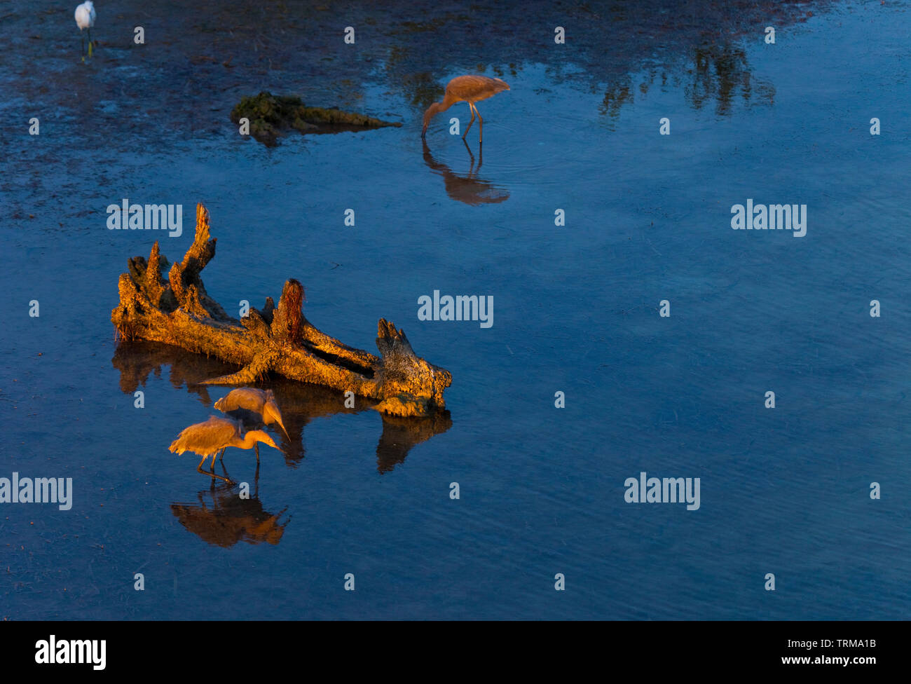 Garzas de mexico hi-res stock photography and images - Alamy