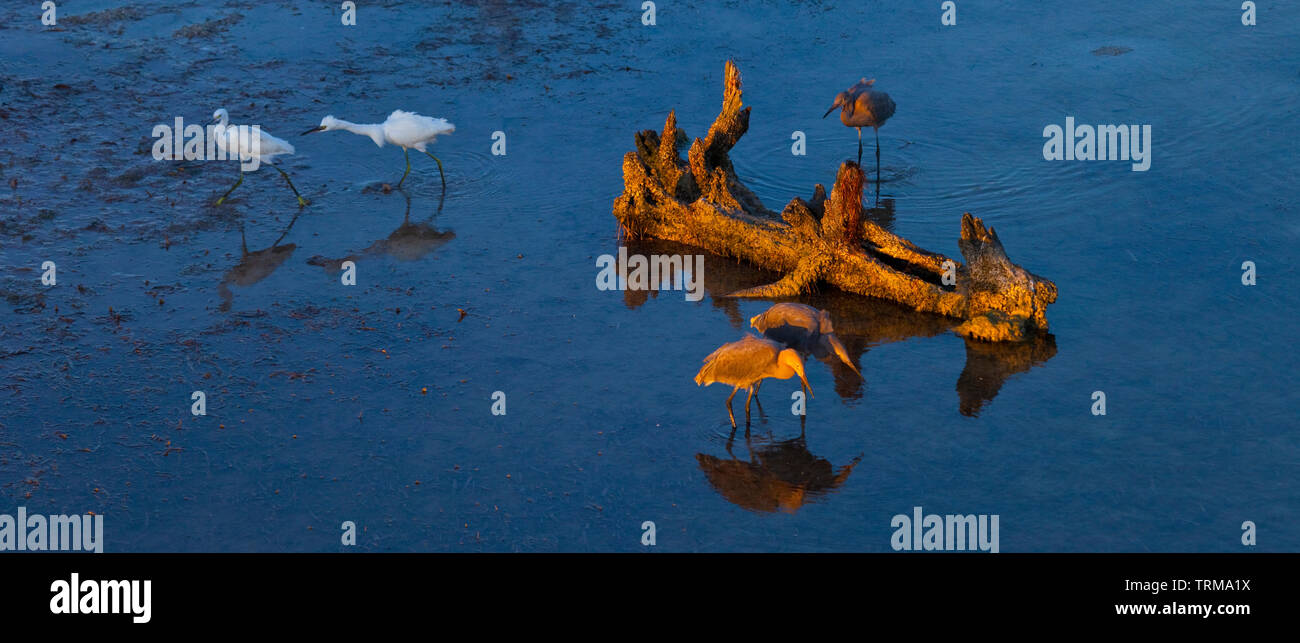Garzas, Isla Pájaros, Isla Holbox, Estado Quntana Roo, Península ...