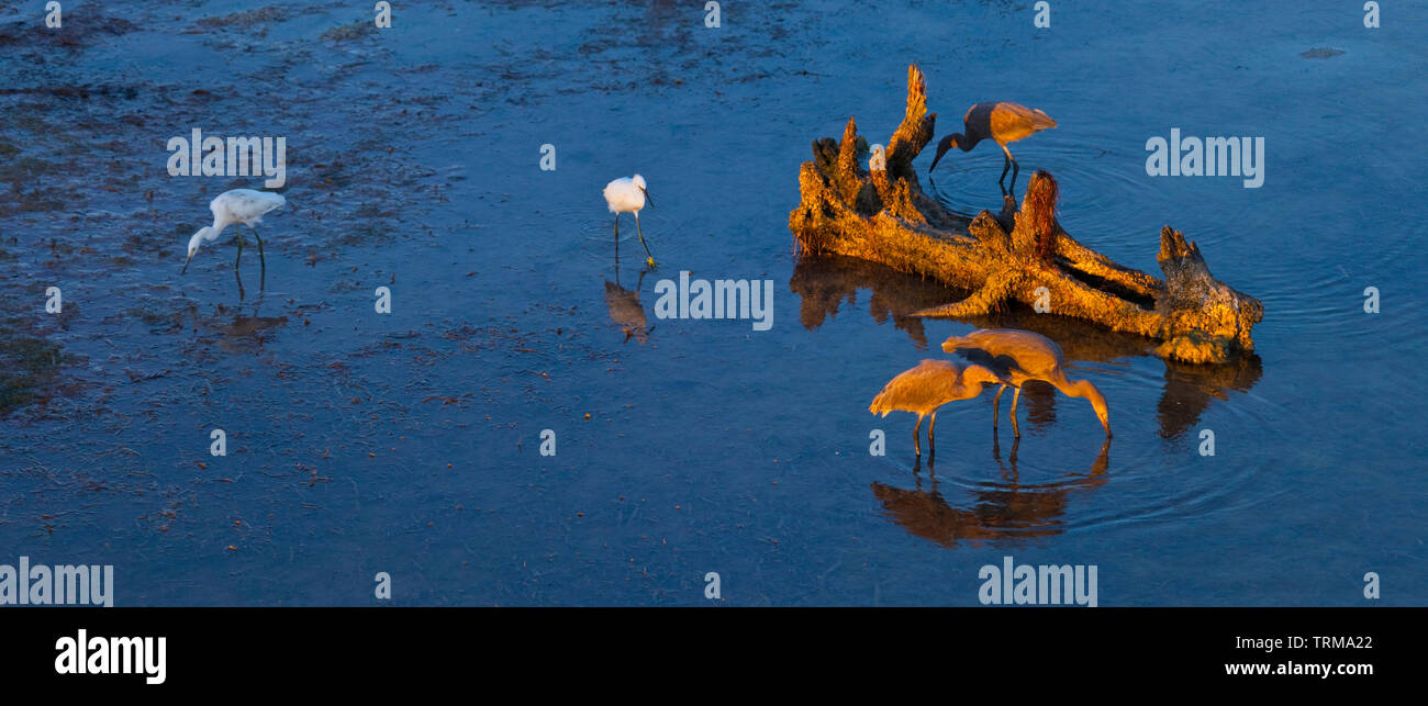 Garzas, Isla Pájaros, Isla Holbox, Estado Quntana Roo, Península ...
